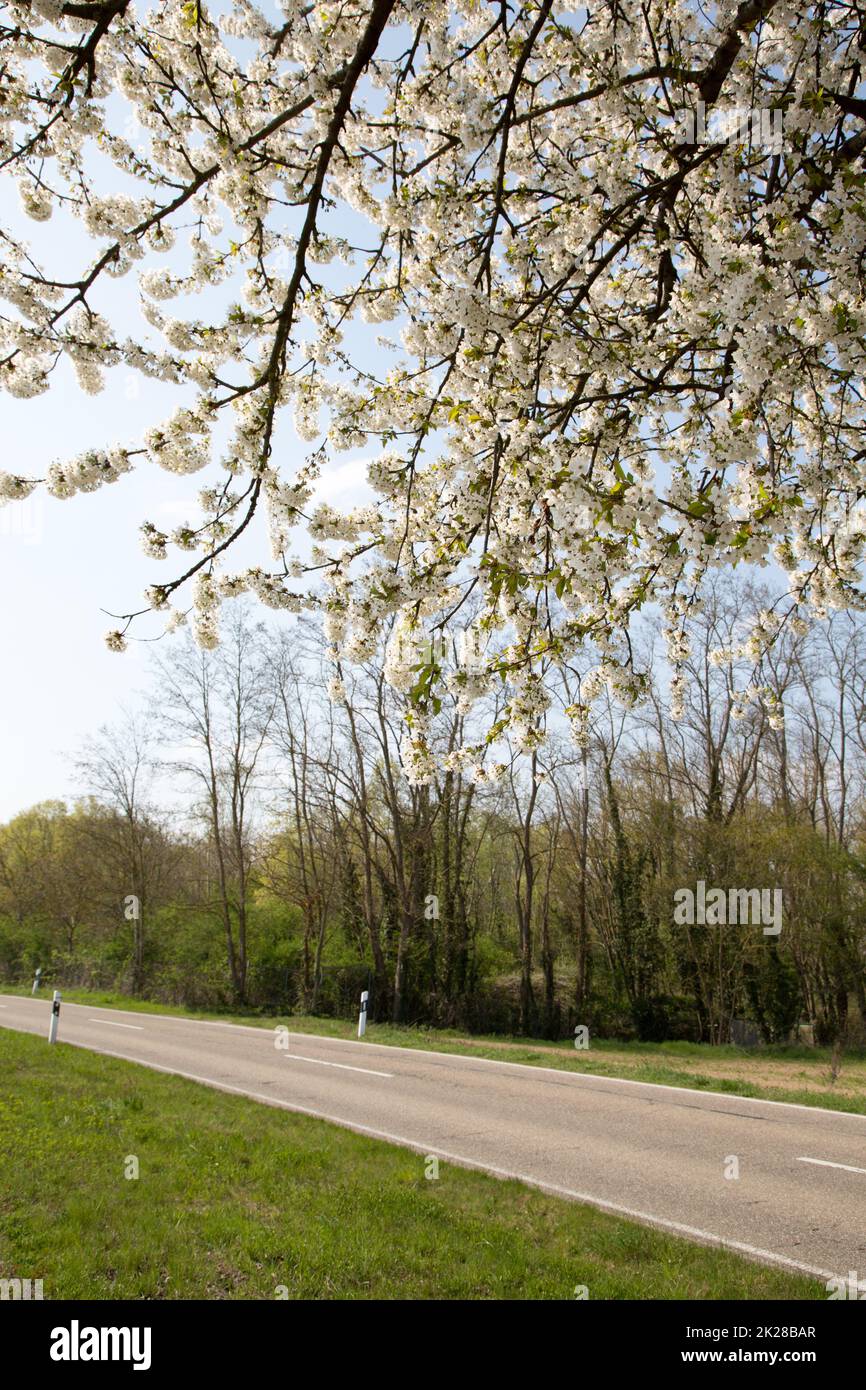 Irrigation is the supply of water to a cultivated land Stock Photo - Alamy