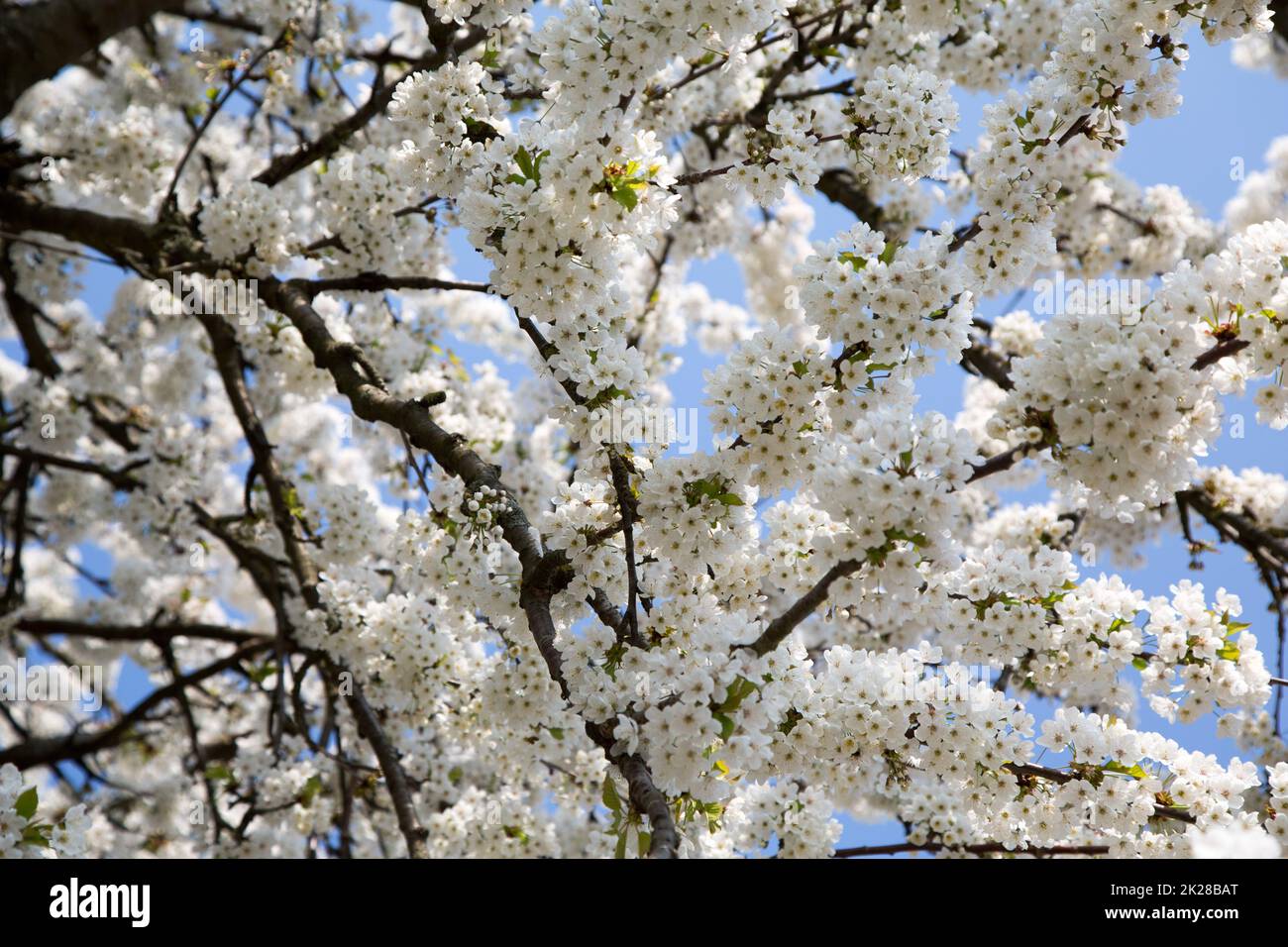 Irrigation is the supply of water to a cultivated land Stock Photo - Alamy
