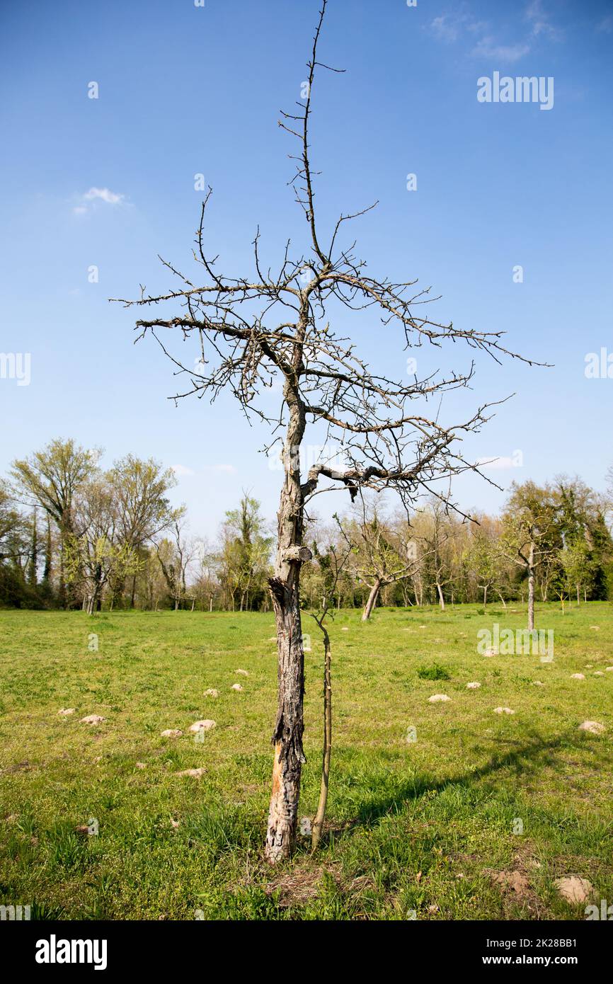 Irrigation is the supply of water to a cultivated land Stock Photo - Alamy