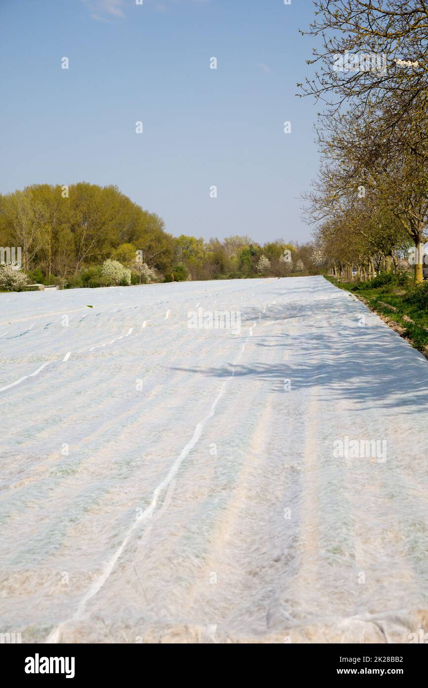 Irrigation is the supply of water to a cultivated land Stock Photo - Alamy