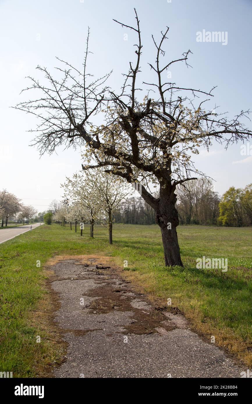 Irrigation is the supply of water to a cultivated land Stock Photo - Alamy