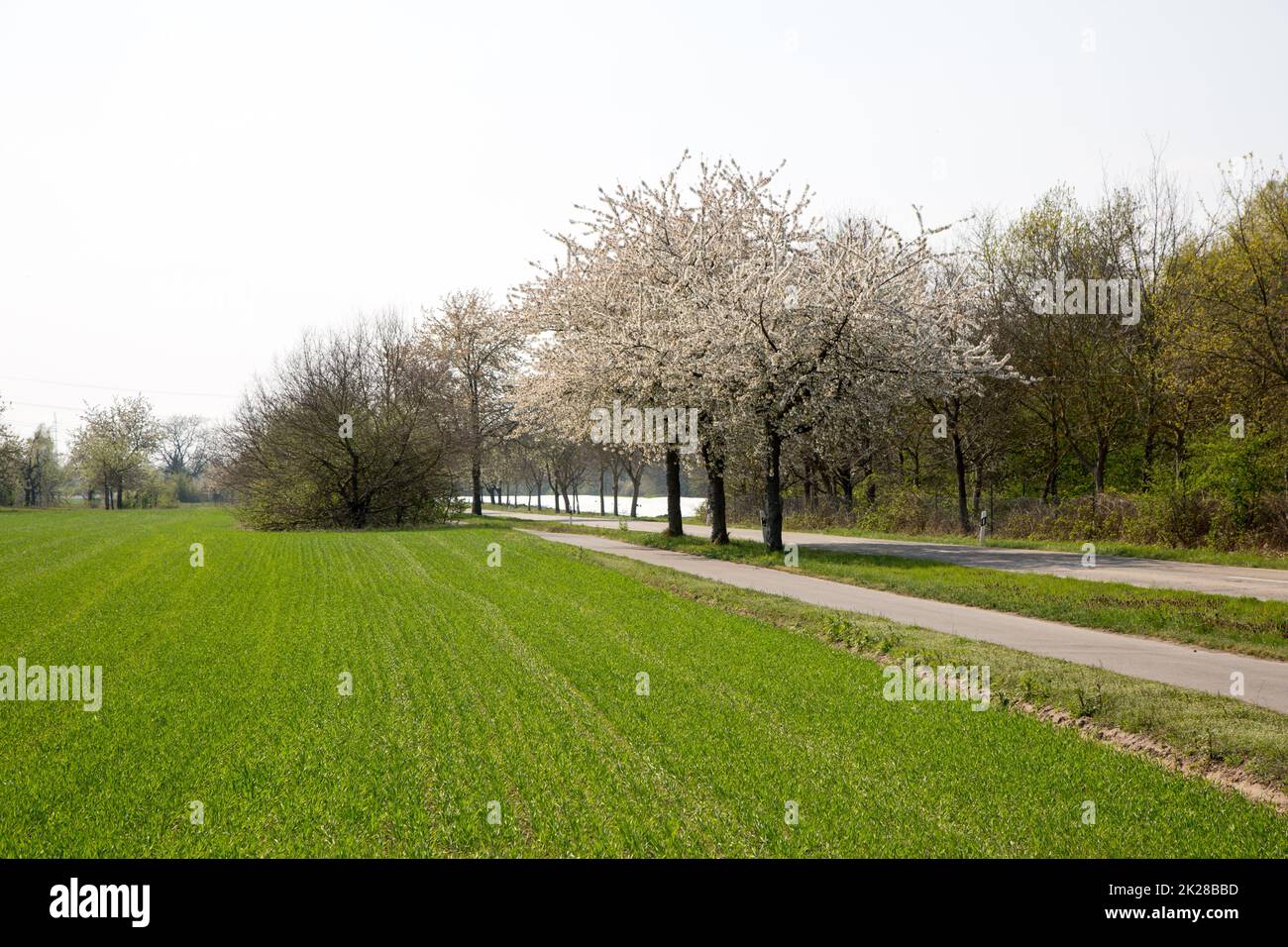 Irrigation is the supply of water to a cultivated land Stock Photo - Alamy