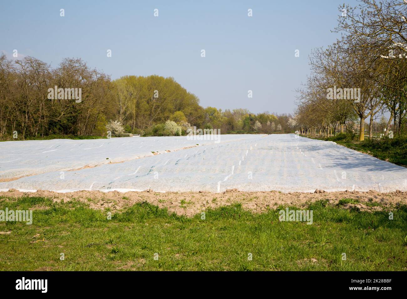 Irrigation is the supply of water to a cultivated land Stock Photo - Alamy