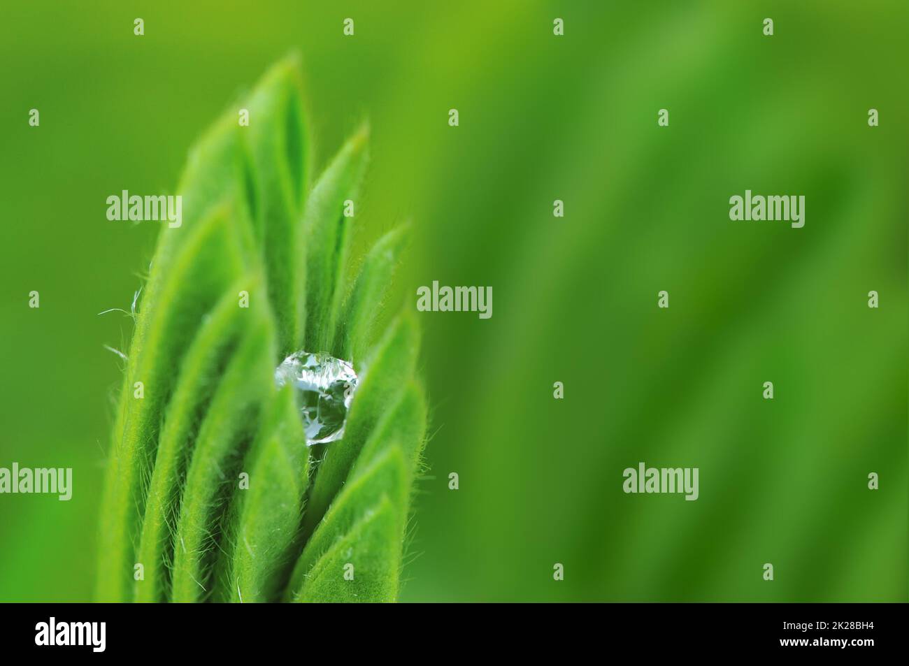 Rain drop in captured in plant, great blurry background, fresh green ...