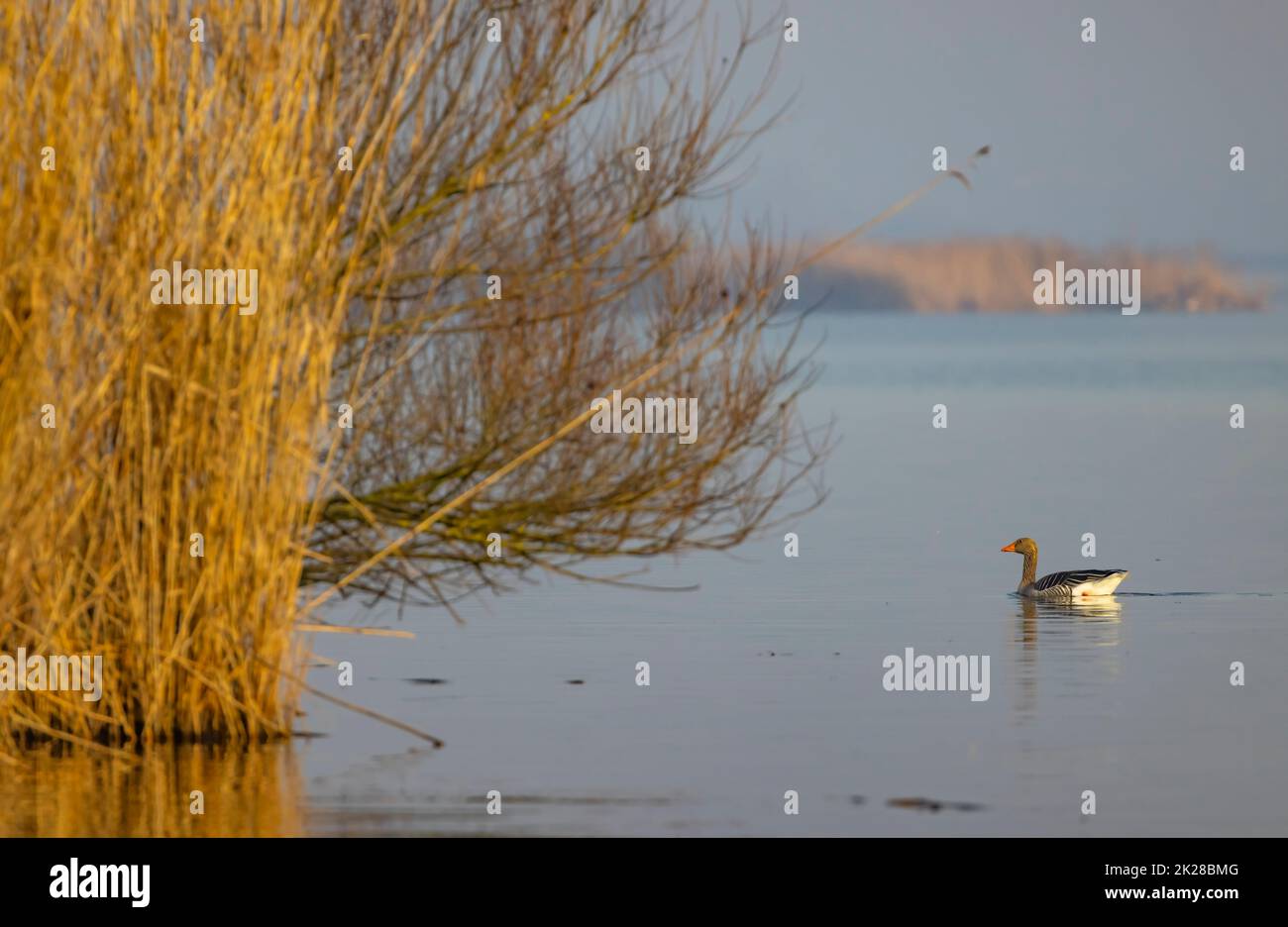 Wild goose, Lake Musov, Southern Bohemia, Czech Republic Stock Photo ...