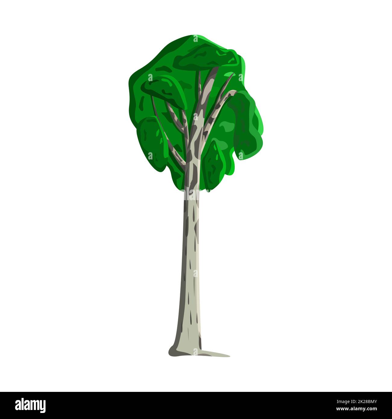 Realistic green birch on white background - Vector Stock Photo - Alamy