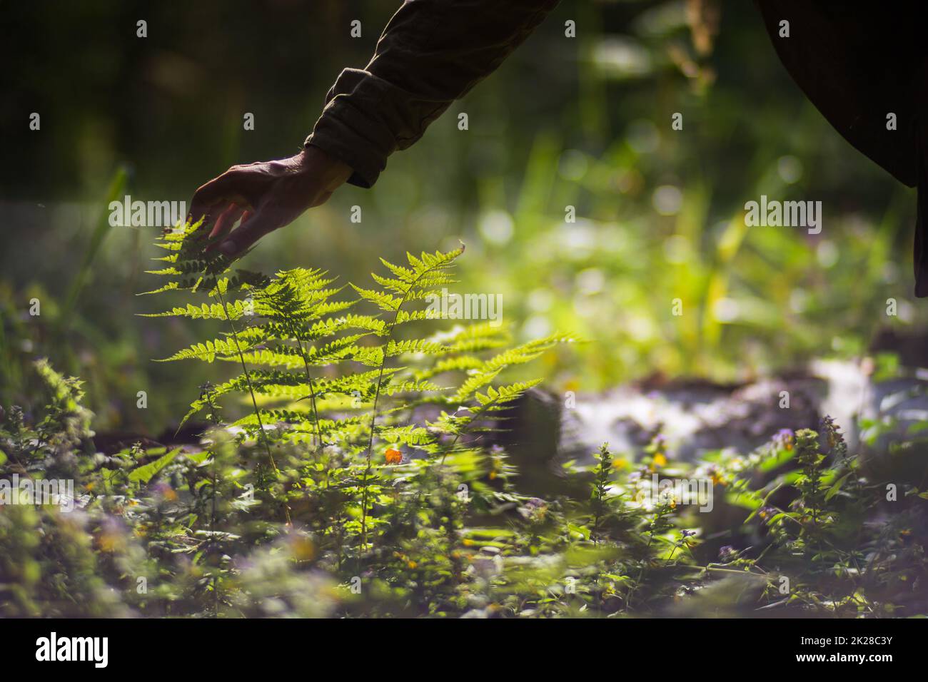 A man's hand touches a fern in the forest. Caring for the environment ...