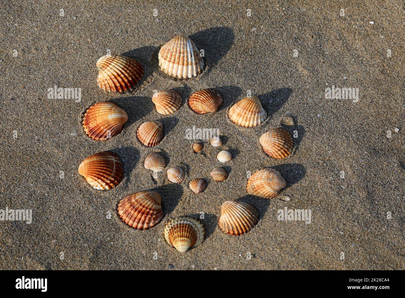 Various bivalve shells hi-res stock photography and images - Alamy