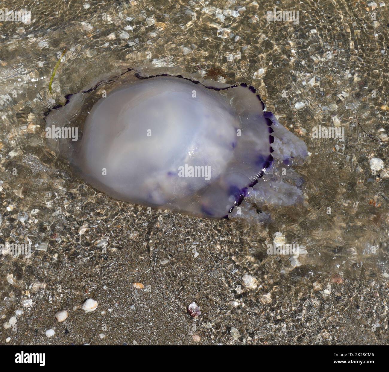 large jellyfish with stinging tentacles beached on the seashore Stock ...