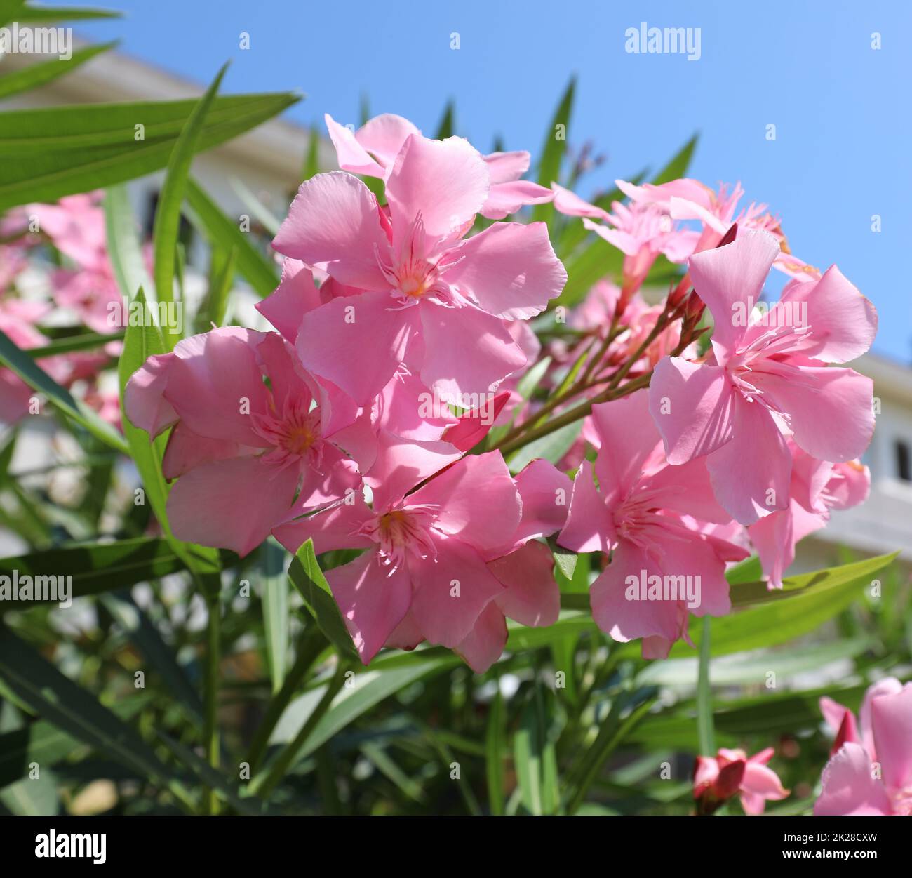 oleander flowers the typical flowering plant of the Mediterranean area ...
