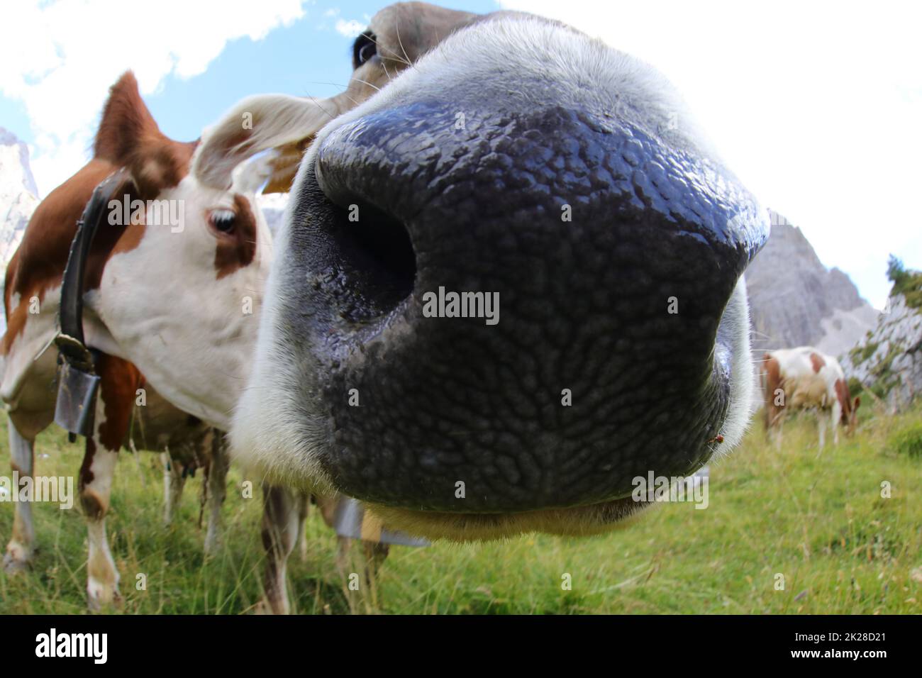 cow photographed with fisheye lens very close Stock Photo - Alamy
