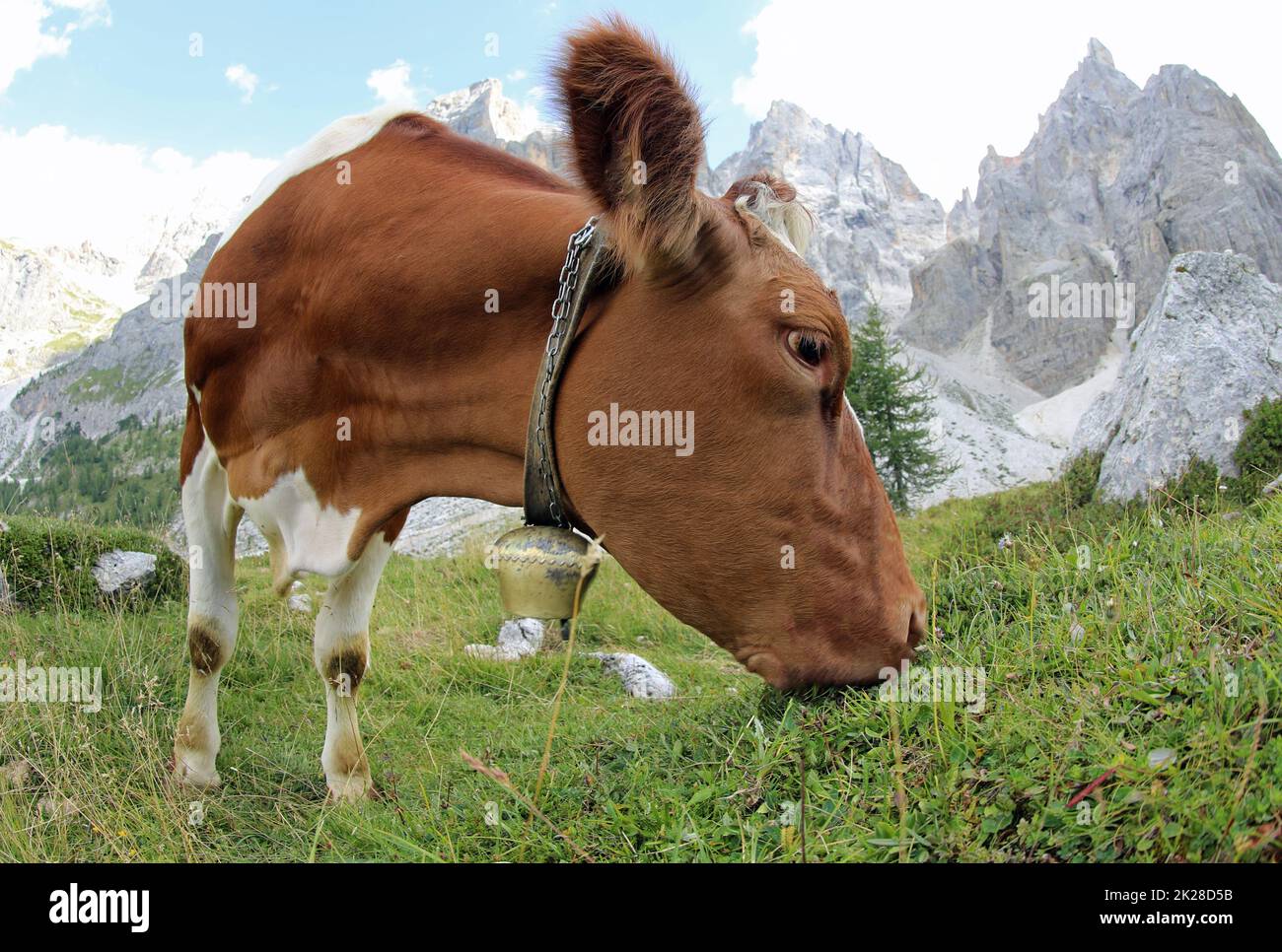 cow photographed with fisheye lens very close Stock Photo - Alamy
