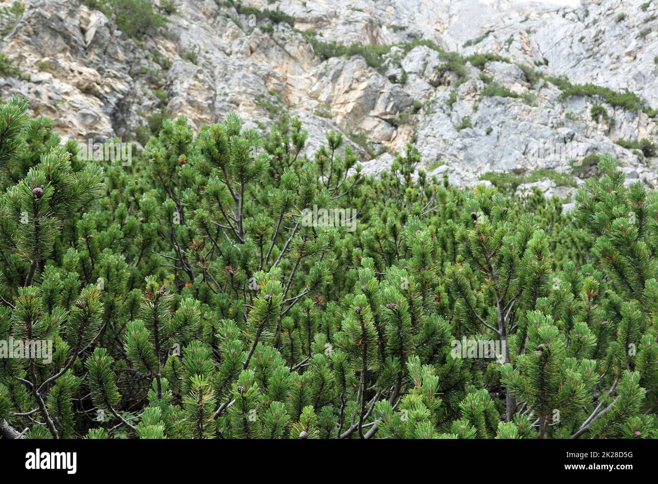 green mountain pine tree typical of the vegetation of the Italian Alps ...