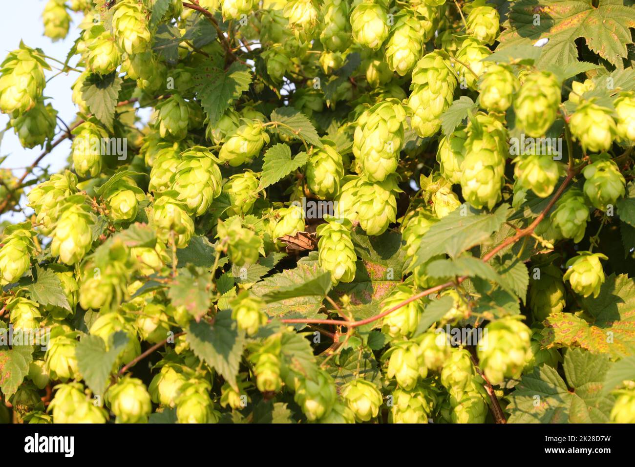 ripe hop flowers on the plant for use in the berwing industry and for ...