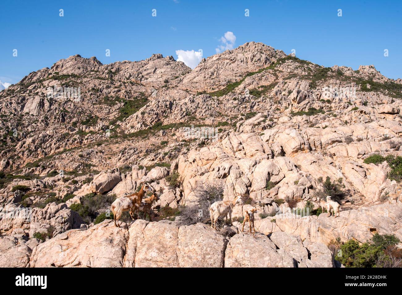 Caprera, Parco Nazionale Arcipelago di La Maddalena, Sardegna Stock ...