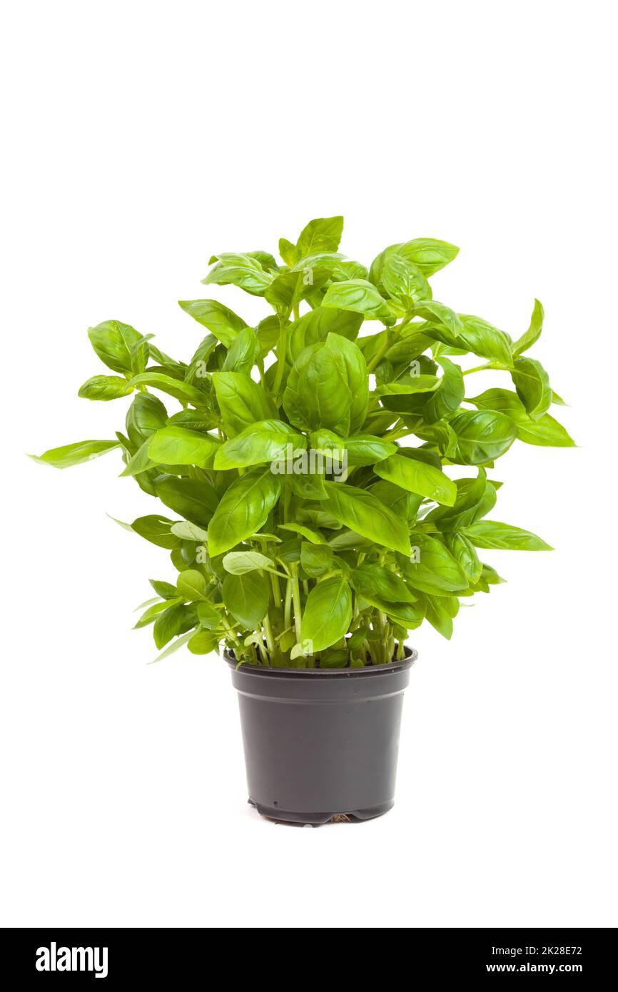 Pot italian food white background hi-res stock photography and images ...