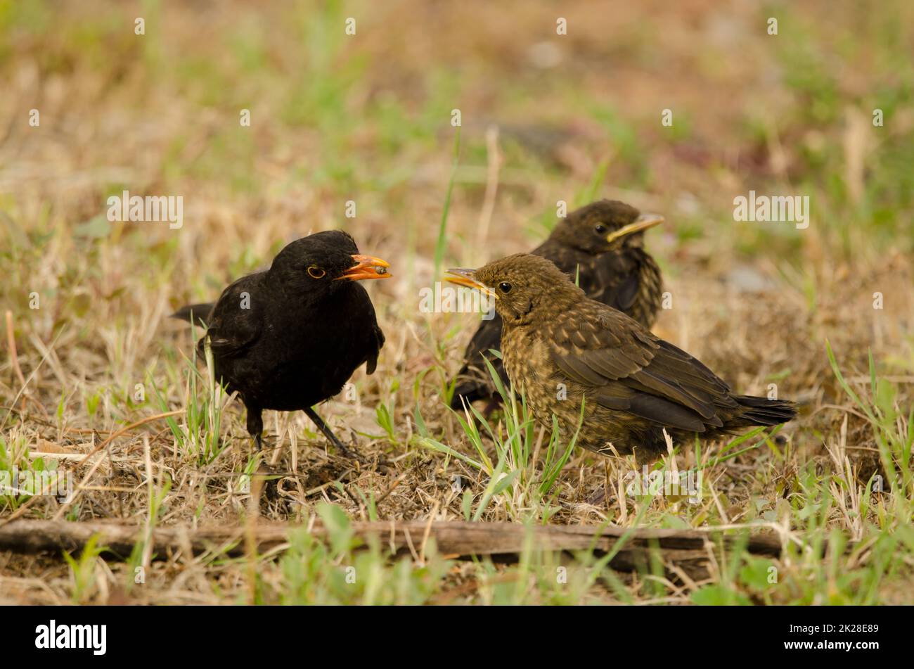 Common blackbirds Turdus merula cabrerae Stock Photo - Alamy