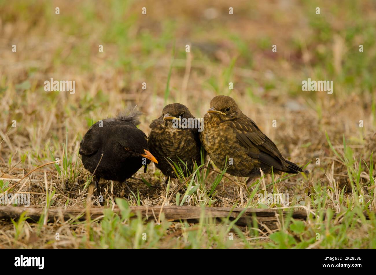 Common blackbirds Turdus merula cabrerae Stock Photo - Alamy