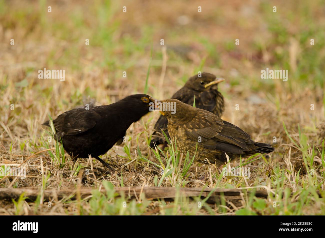 Common blackbirds Turdus merula cabrerae Stock Photo - Alamy