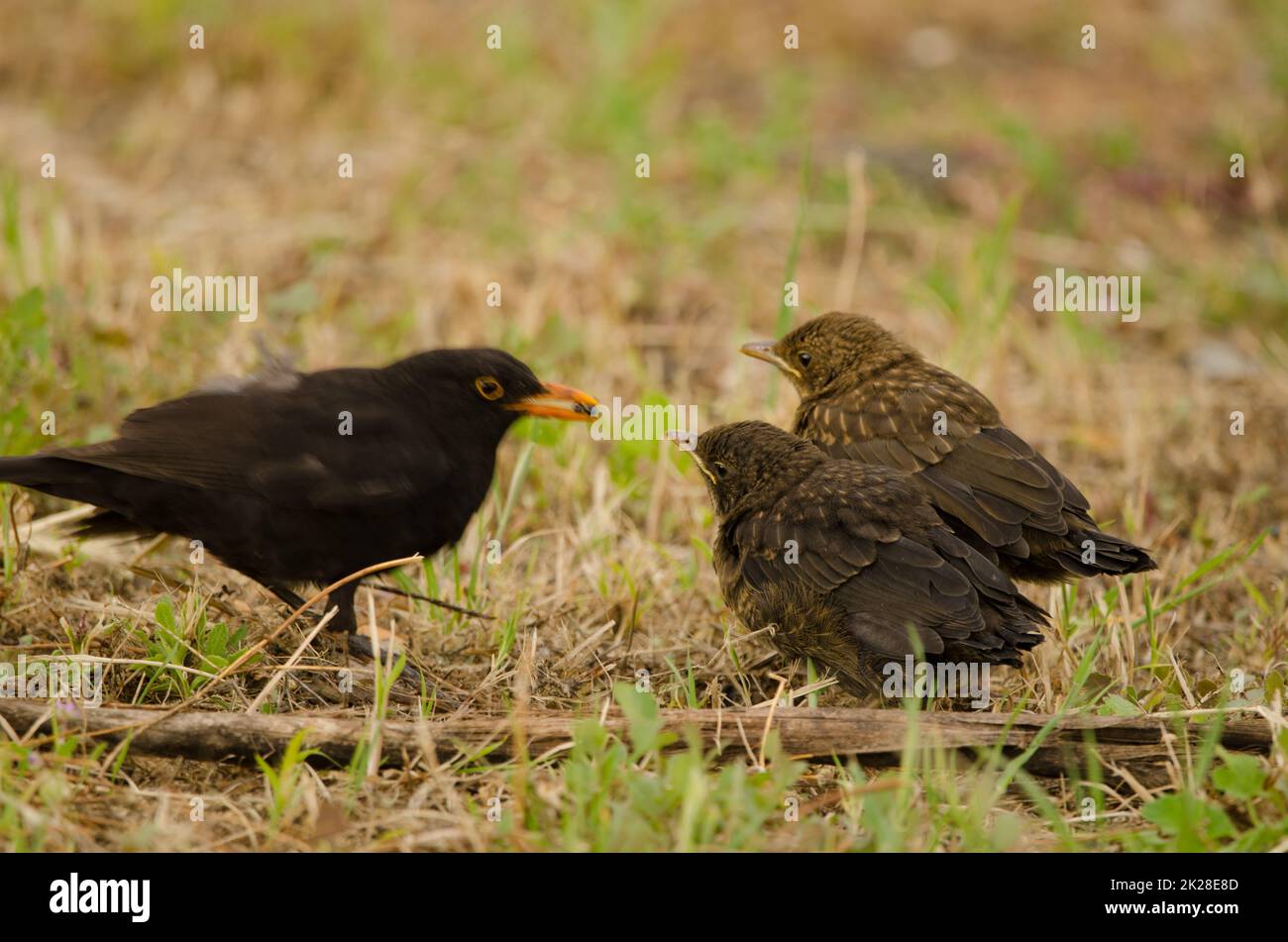 Common blackbirds Turdus merula cabrerae Stock Photo - Alamy