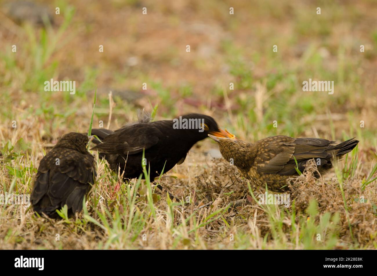 Common blackbirds Turdus merula cabrerae Stock Photo - Alamy