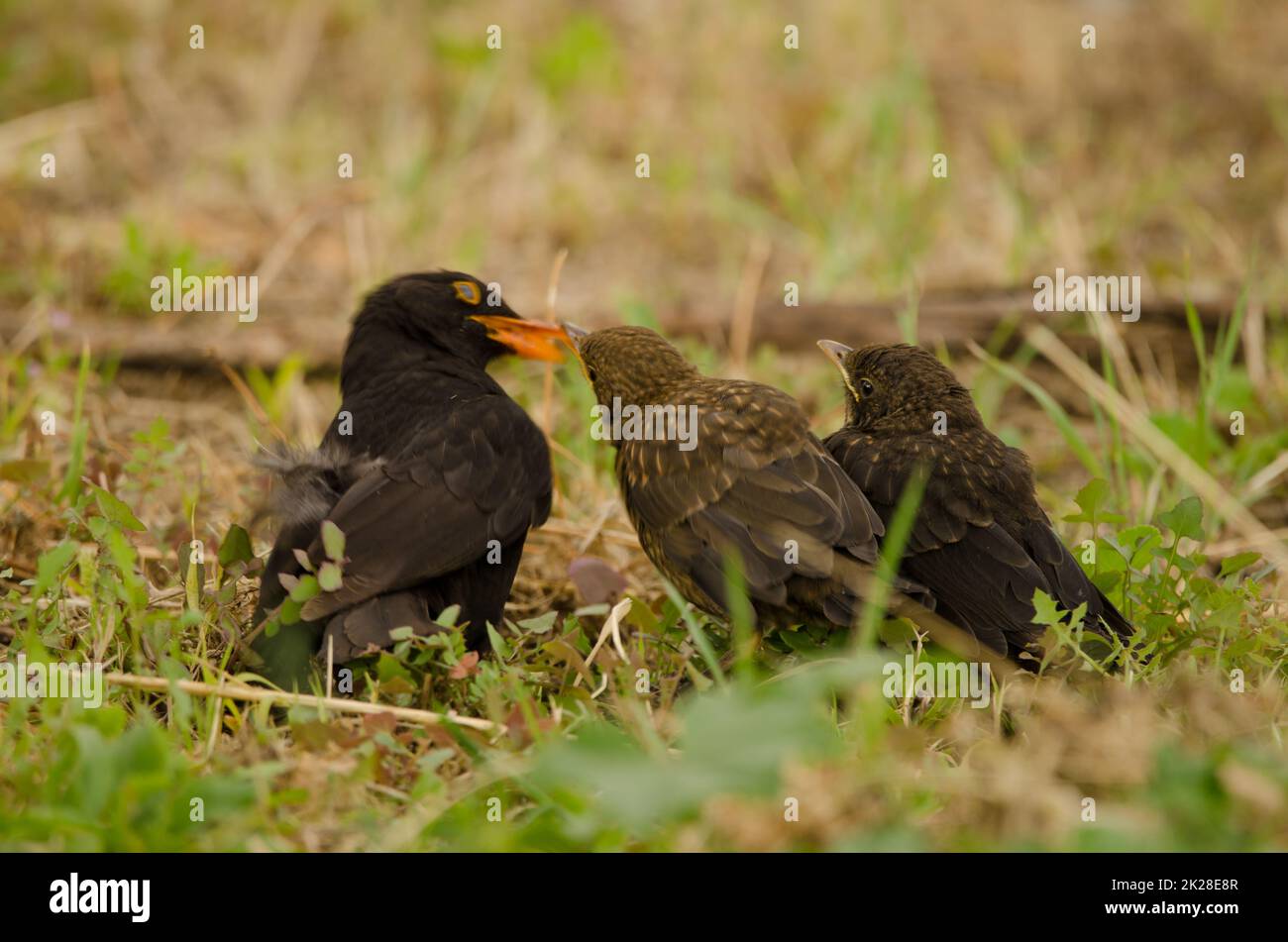 Common blackbirds Turdus merula cabrerae Stock Photo - Alamy