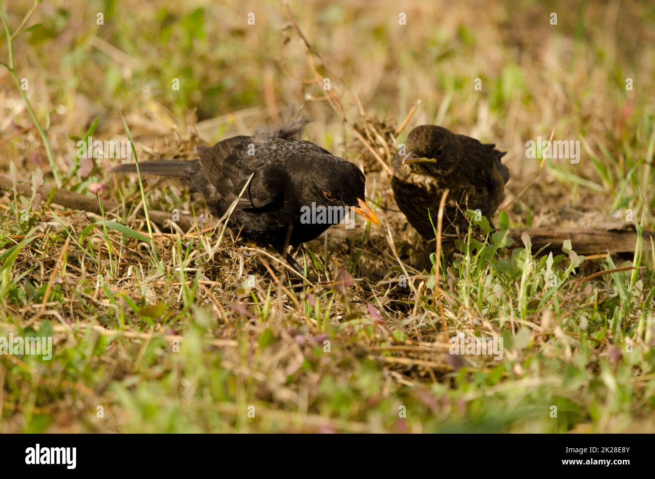Common blackbirds Turdus merula cabrerae Stock Photo - Alamy