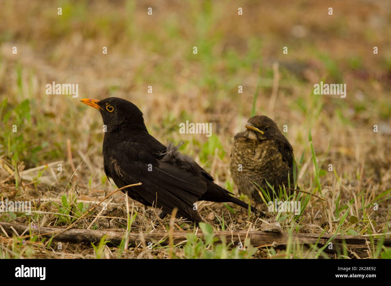 Common blackbirds Turdus merula cabrerae Stock Photo - Alamy