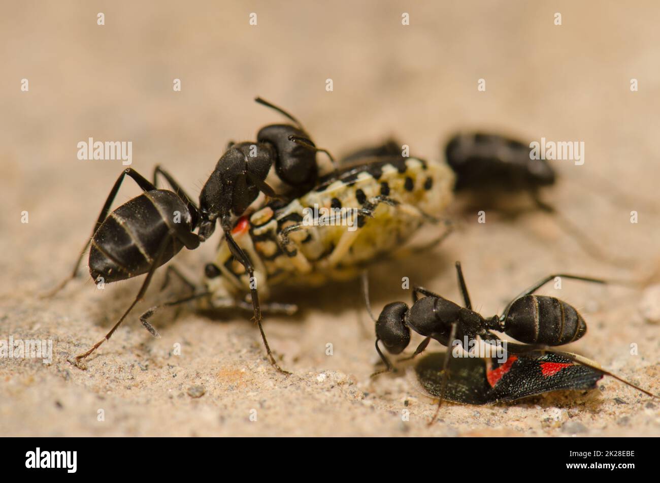 Ants cutting up a shield bug Stock Photo - Alamy