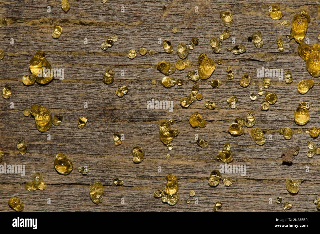 Resin drops of Canary Island pine Stock Photo - Alamy