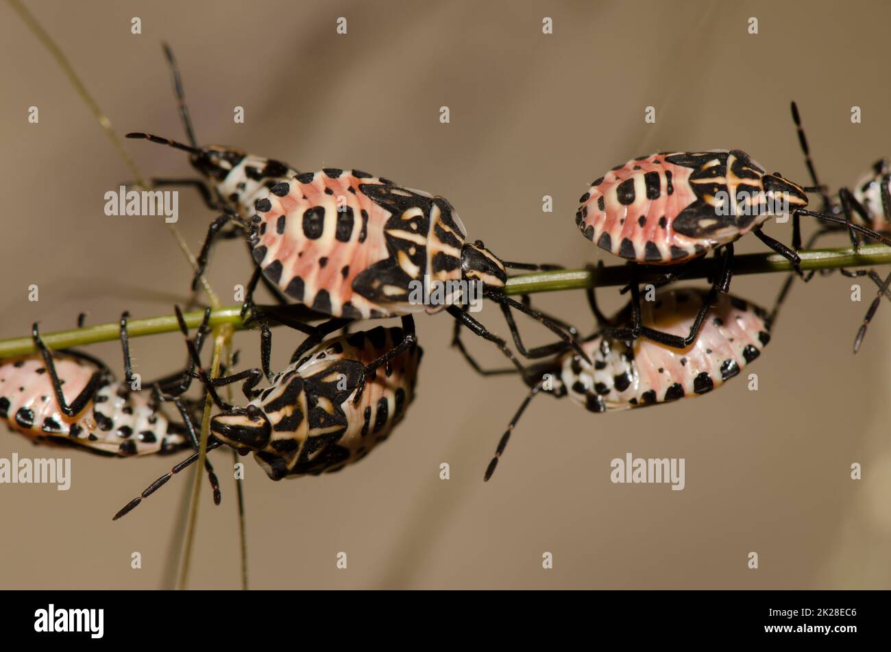 Nymphs of shield bug Euryderma ornata Stock Photo - Alamy