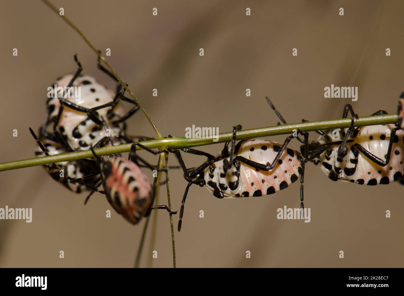 Shield bug young hi-res stock photography and images - Alamy