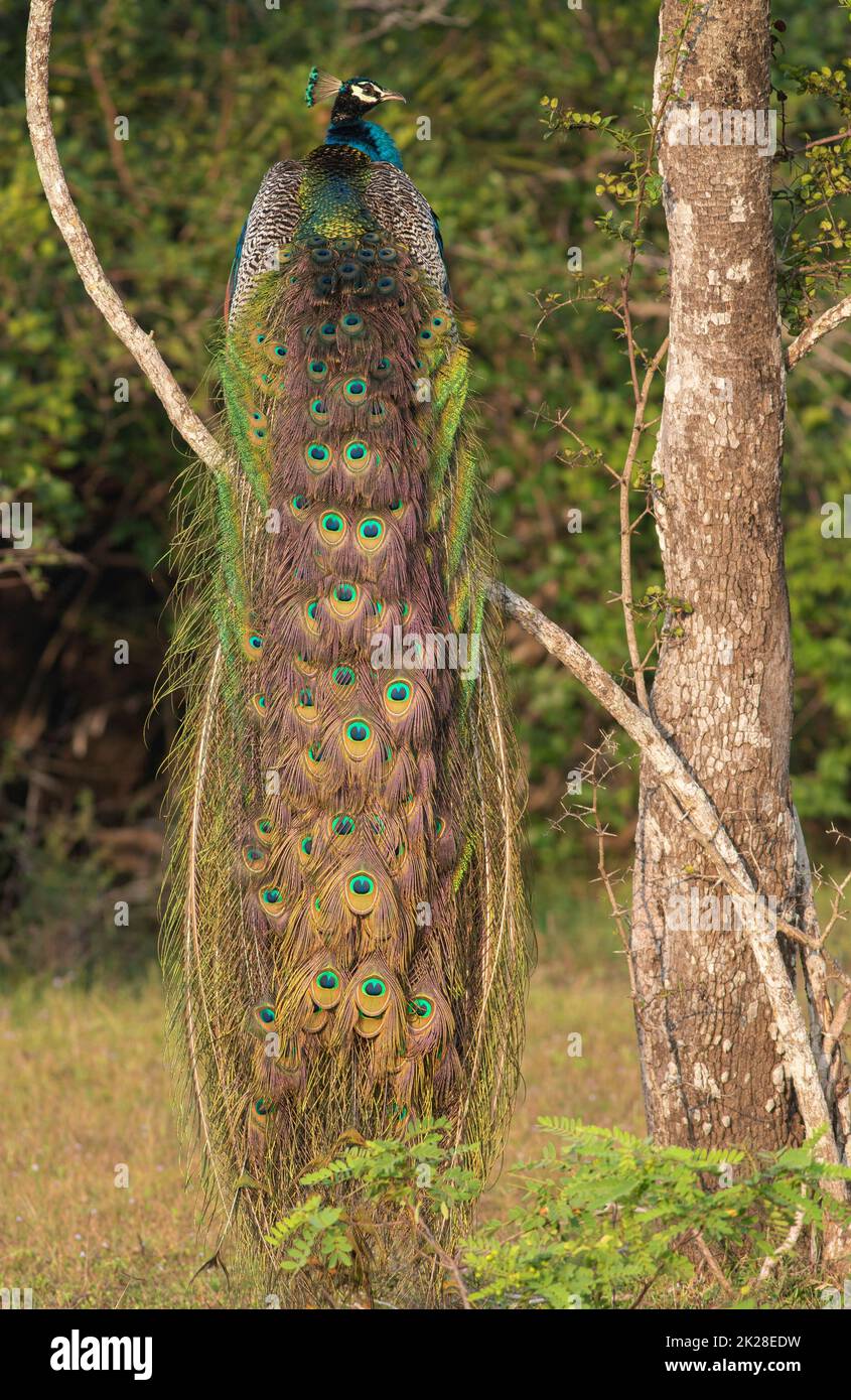 A beautiful glowing Peacock with shinning feathers and train spread out ...
