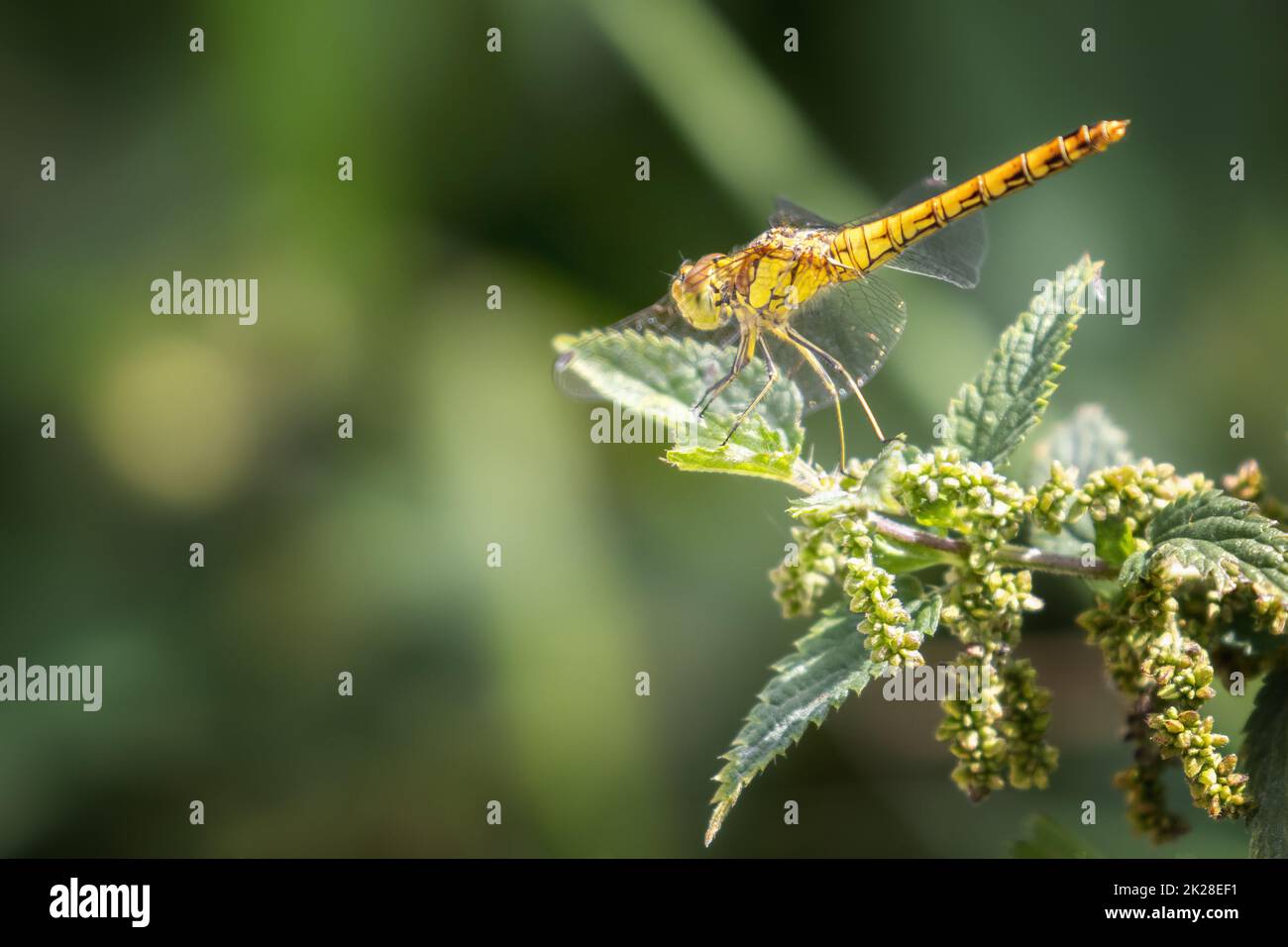 Female common darter dragonfly (Sympetrum striolatum) perched on a ...