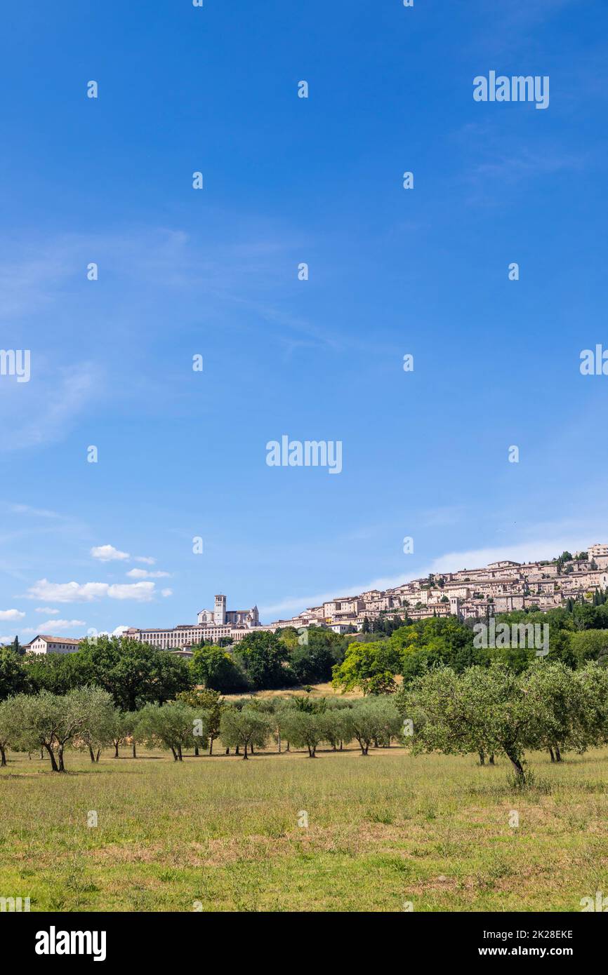 Olive trees in Assisi village in Umbria region, Italy. The town is ...
