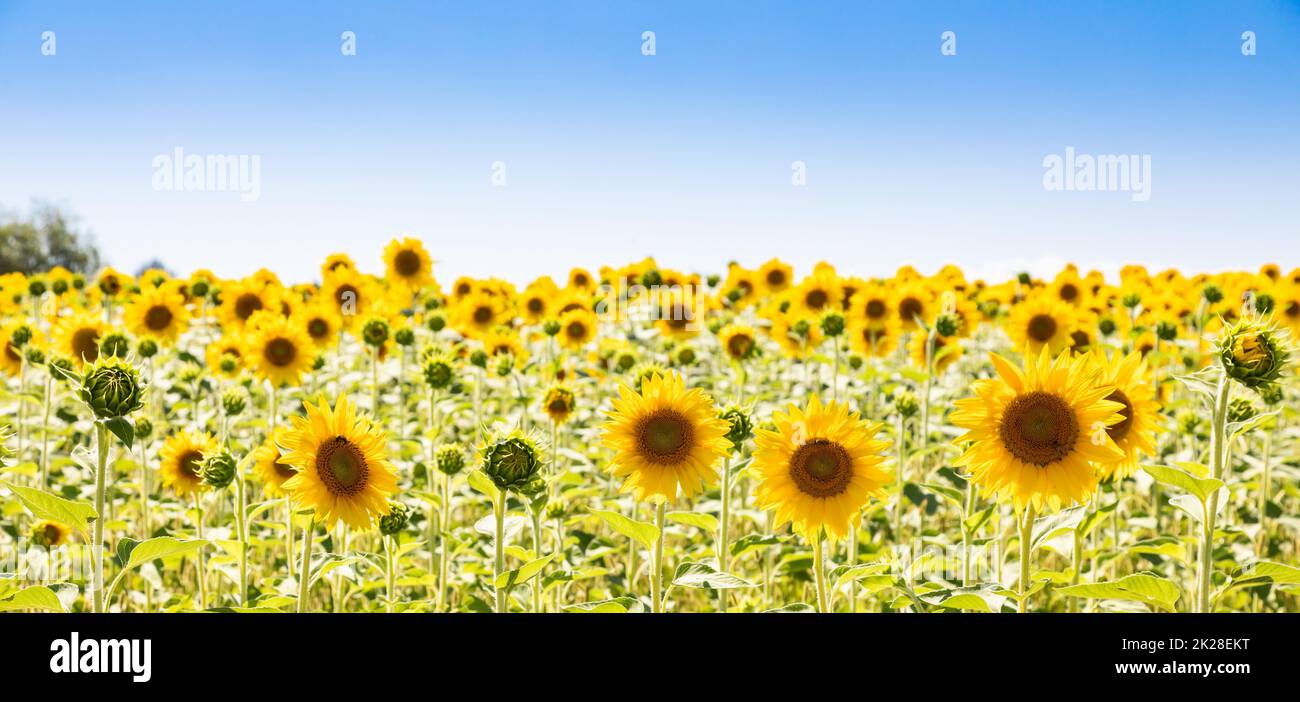 Tuscan countryside sunflowers hi-res stock photography and images - Alamy