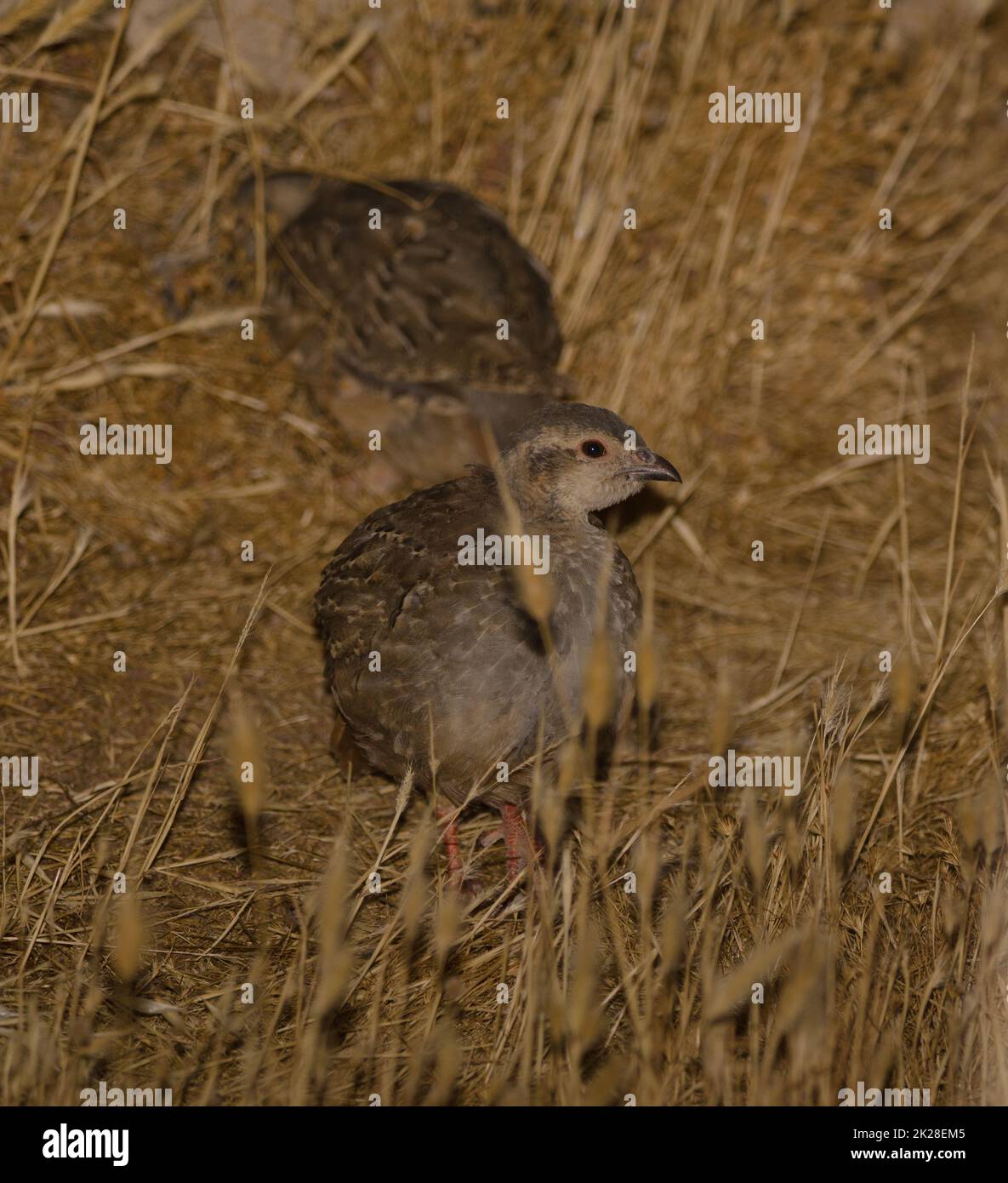 Juveniles of red-legged partridge Alectoris rufa Stock Photo - Alamy