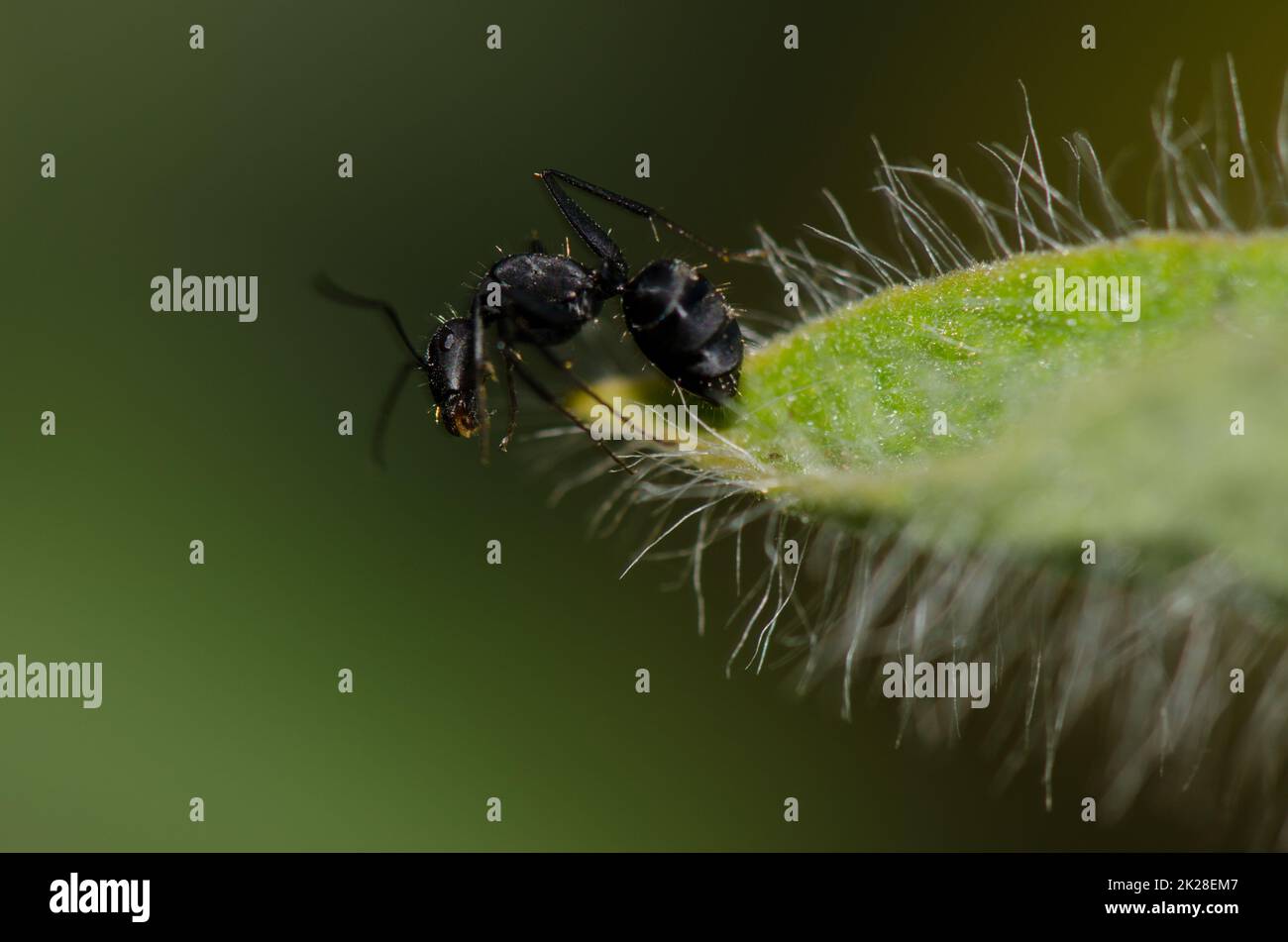 Black ant on green leaf hi-res stock photography and images - Alamy