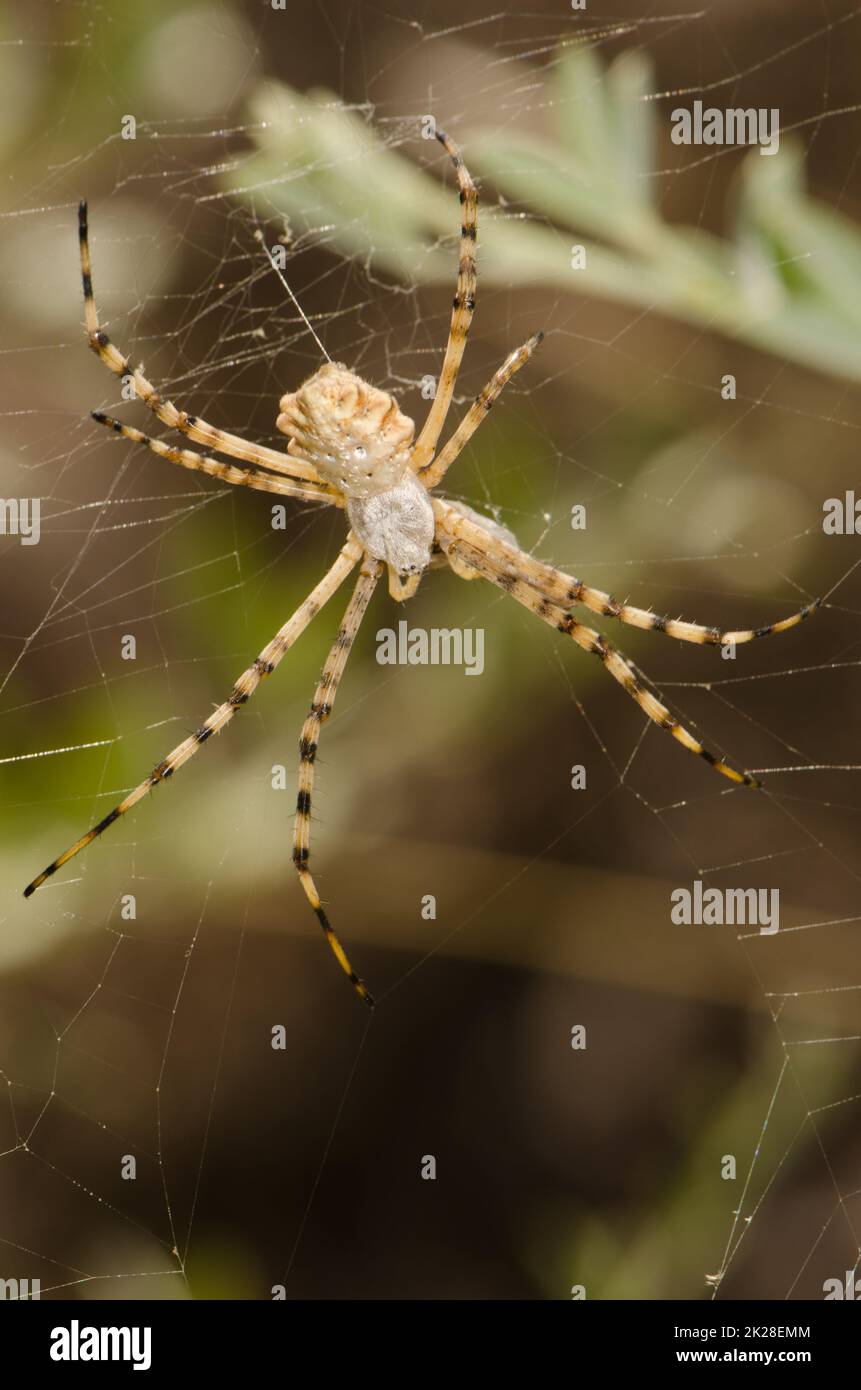 Banded garden spider Argiope trifasciata Stock Photo - Alamy