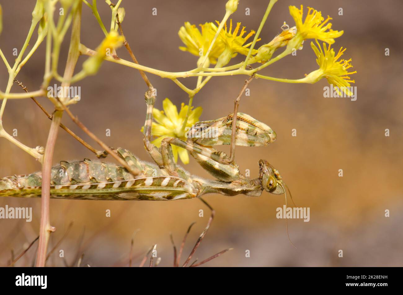 Egyptian flower mantis Blepharopsis mendica Stock Photo - Alamy