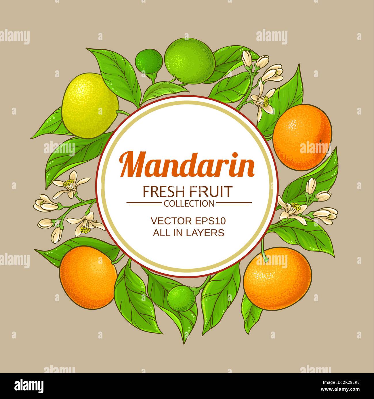 mandarin branches vector frame on color background Stock Photo - Alamy