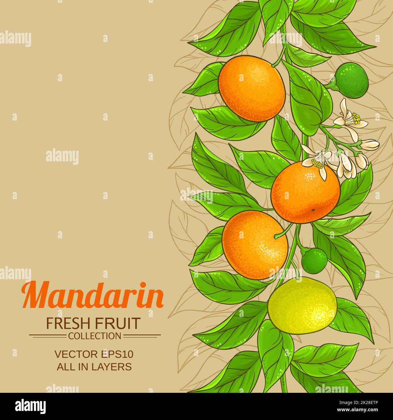 mandarin plant vector pattern on color background Stock Photo - Alamy