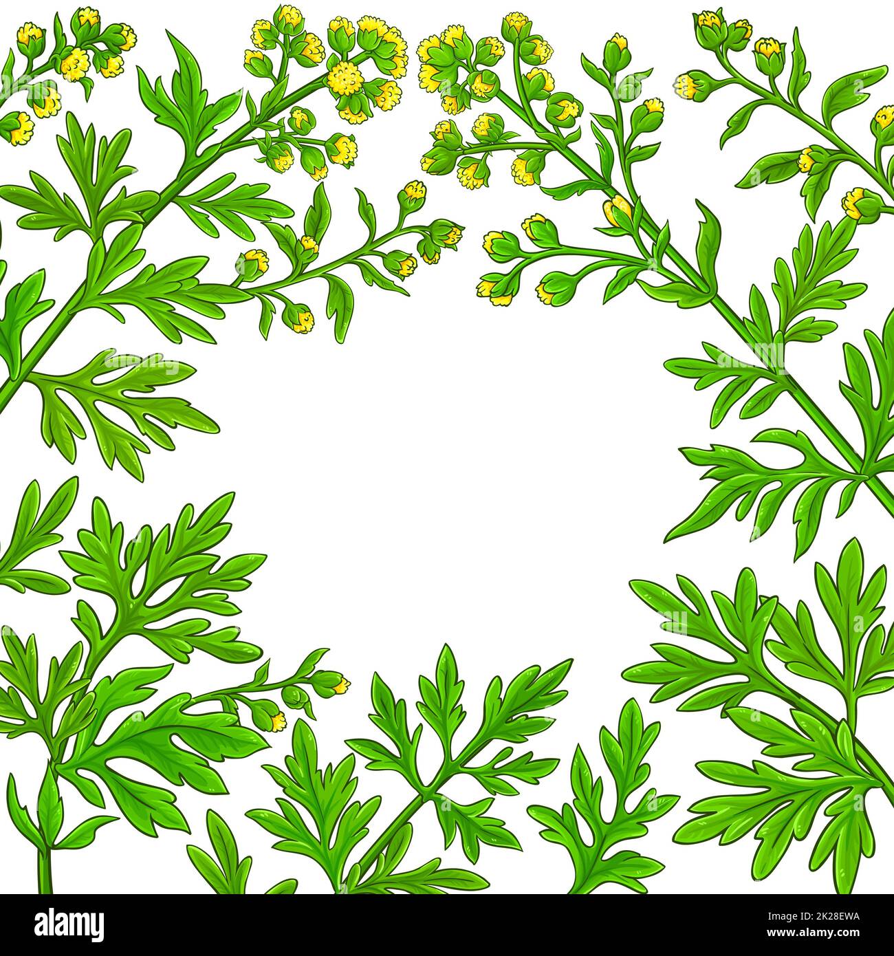 wormwood plant vector frame on white background Stock Photo - Alamy
