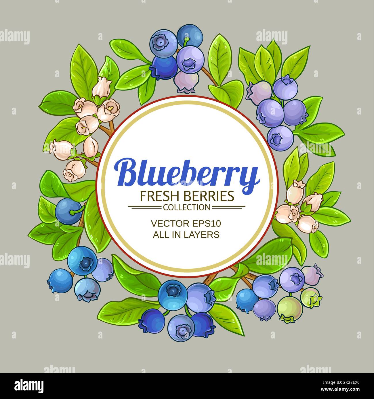 blueberry vector frame on color background Stock Photo - Alamy
