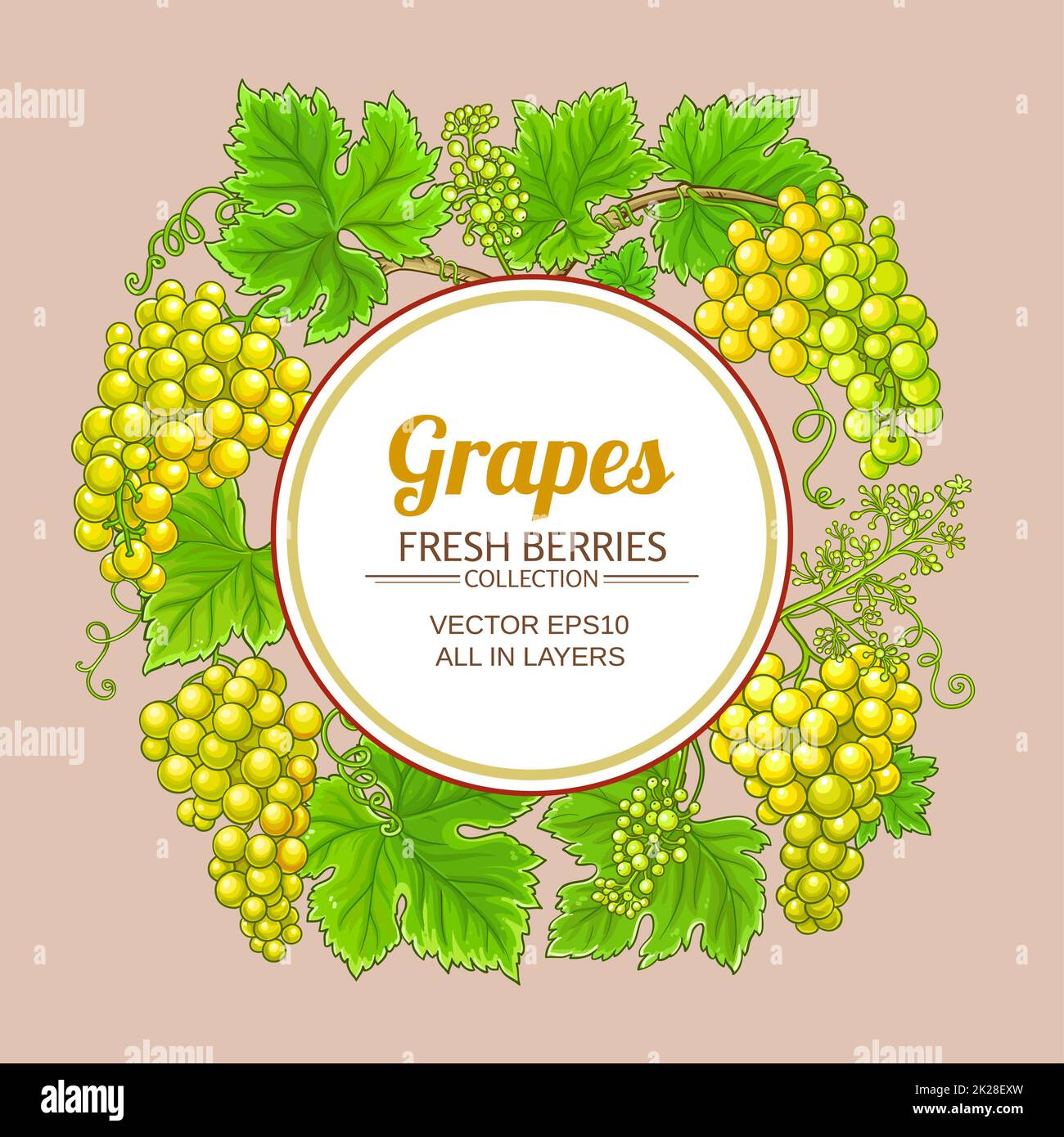grapes branches vector frame on white background Stock Photo - Alamy