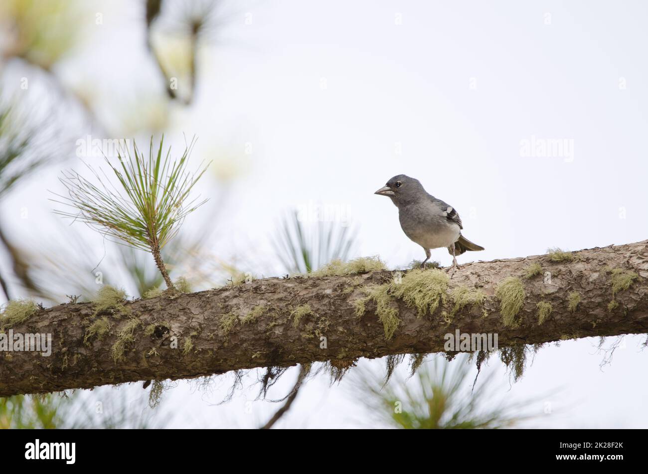 Fringilla canariensis canariensis hi-res stock photography and images ...