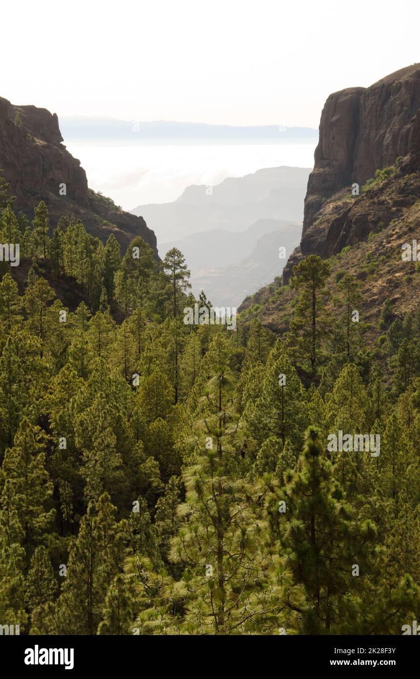Forest , cliffs and island of Tenerife Stock Photo - Alamy