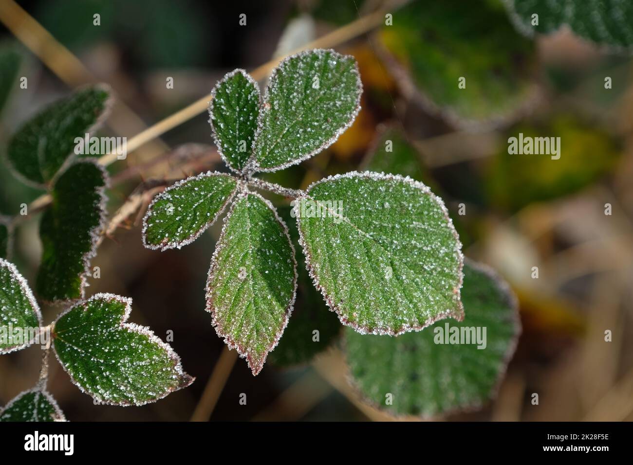 Winter branch detail hi-res stock photography and images - Alamy Winter branch detail hi-res stock photography and images - Alamy