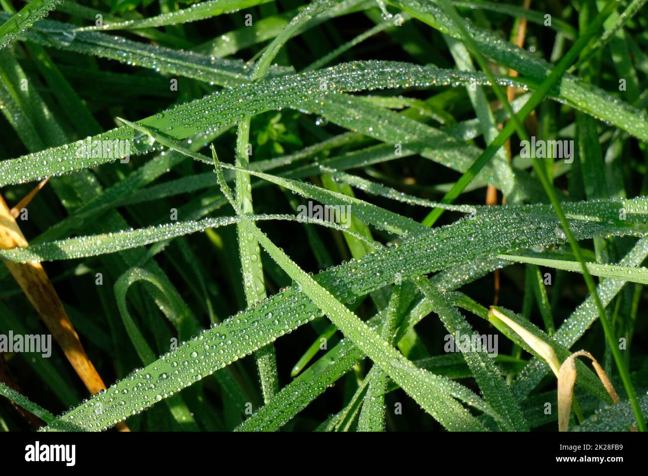 Gras with dew hi-res stock photography and images - Alamy