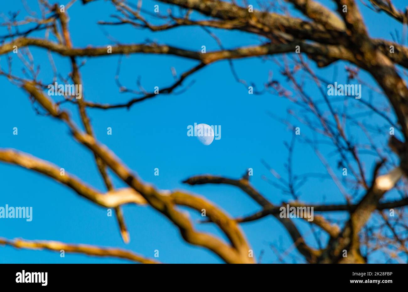 Moon Between Branches Stock Photo - Alamy